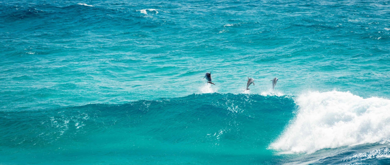 The Ultimate Bali Dolphins Guide: Everything You Need To Know