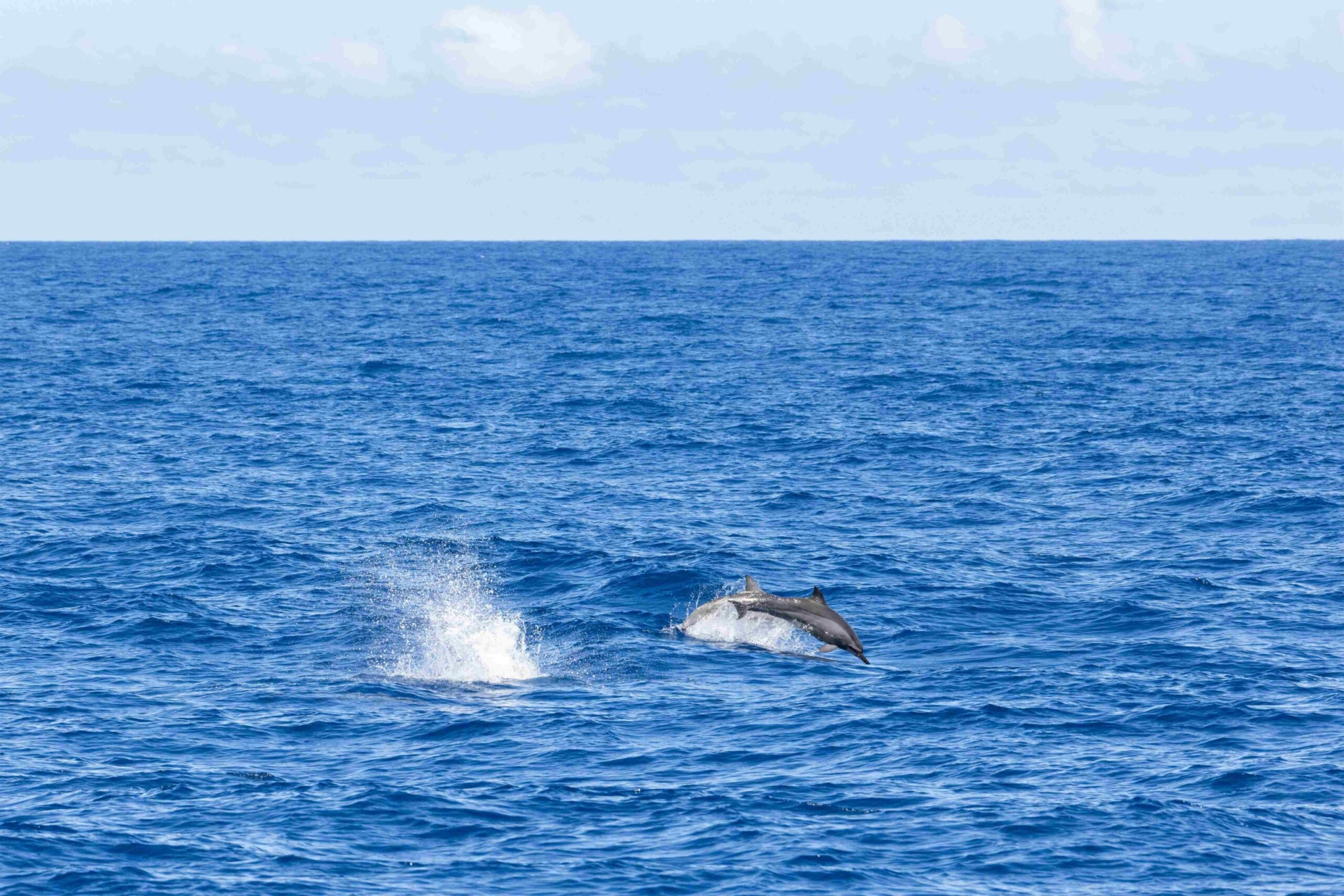 The Ultimate Bali Dolphins Guide: Everything You Need To Know