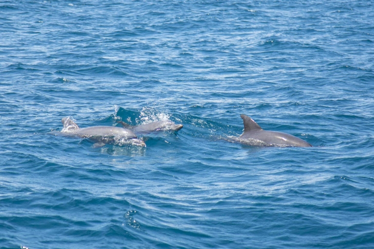 The Ultimate Bali Dolphins Guide: Everything You Need To Know